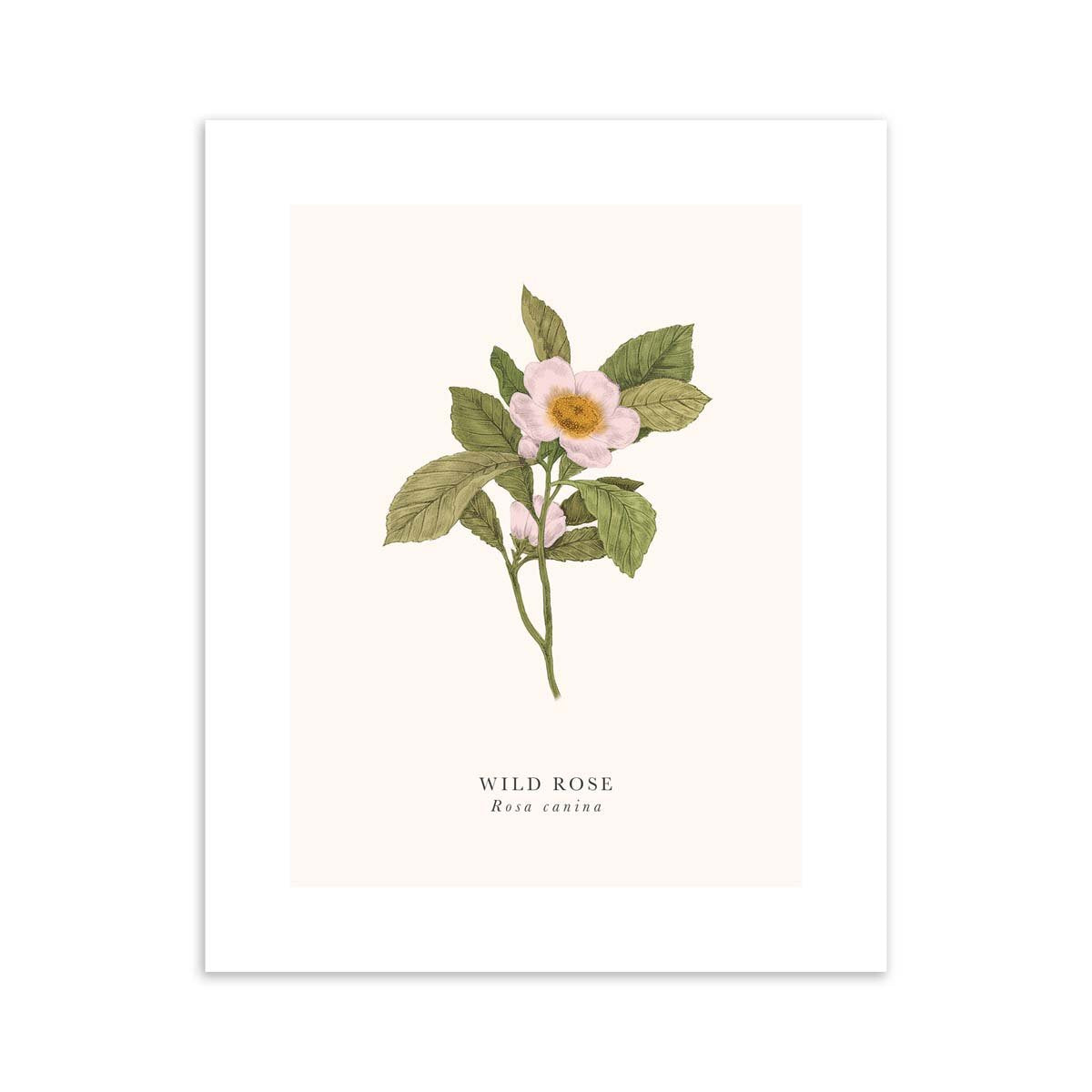 Wild Rose Art Print | Wall Art Print | The Art File
