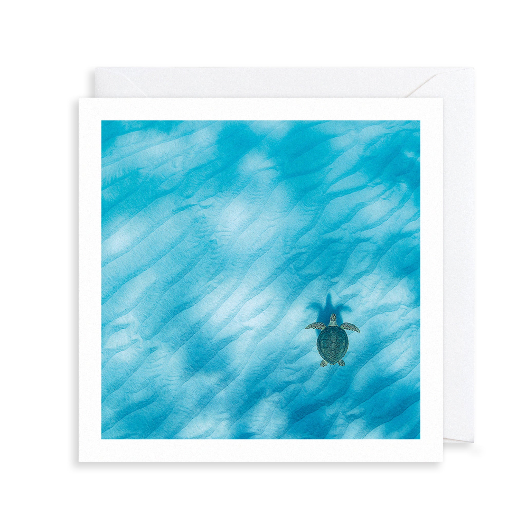 Green Sea Turtle Greetings Card | The Art File